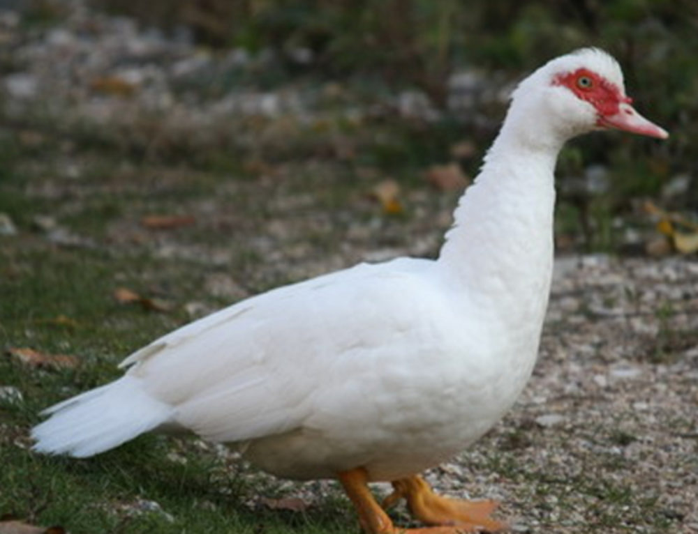 Mulard - Pollo Ruspante